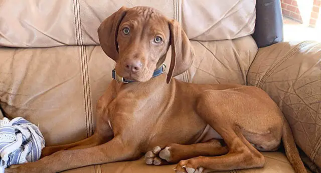 How to Show Your Dog You Love Them: 10 Ways to Express Your Affection ...