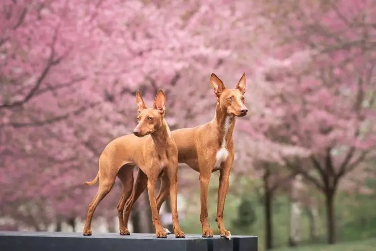 Howling in Dogs: Understanding the Behavior and How to Manage It for a ...