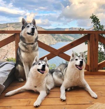 Howling in Dogs: Understanding the Behavior and How to Manage It for a ...