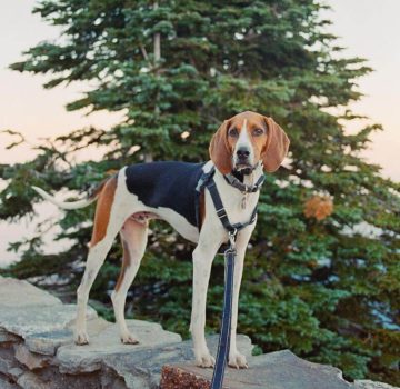 Howling in Dogs: Understanding the Behavior and How to Manage It for a ...