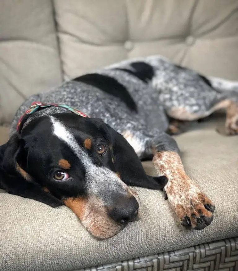 Lethargy in Dogs: What You Need to Know - ilovedogscute.com