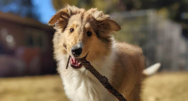 Lyme Disease in Dogs: Causes, Symptoms, and Prevention - ilovedogscute.com