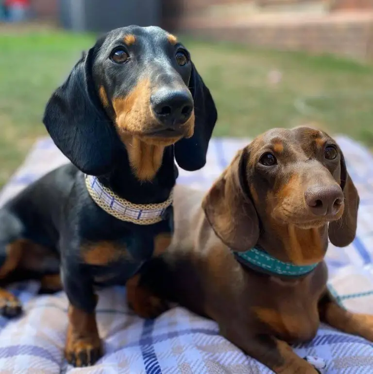 Managing Excessive Barking in Dogs: Tips and Techniques - ilovedogscute.com