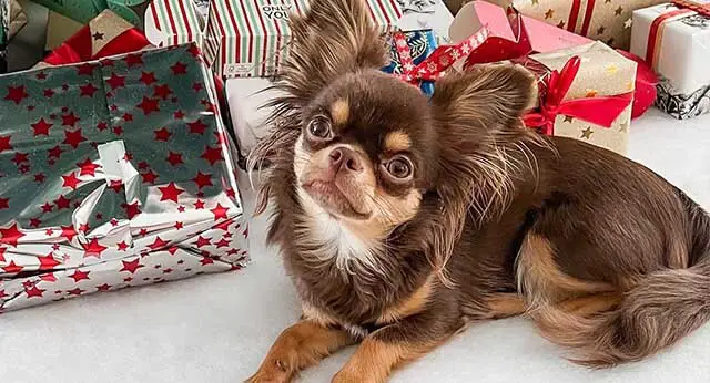 Managing Excessive Barking in Dogs: Tips and Techniques - ilovedogscute.com