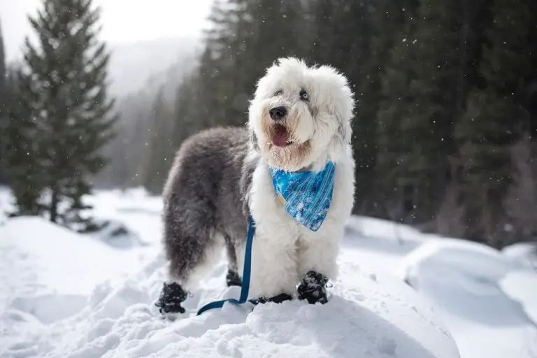 Staph Infections in Dogs: What You Need to Know - ilovedogscute.com
