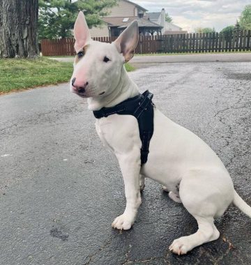 Staph Infections in Dogs: What You Need to Know - ilovedogscute.com