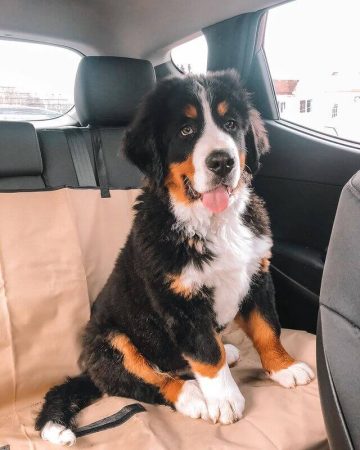 Staph Infections in Dogs: What You Need to Know - ilovedogscute.com