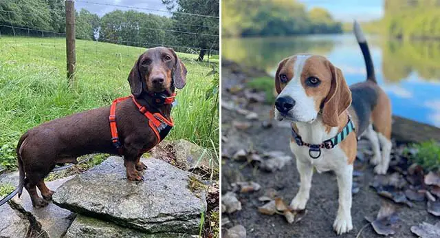 15 Types Of Hound Dog Breeds: List Of Hound Dog Breeds – QSEQNN