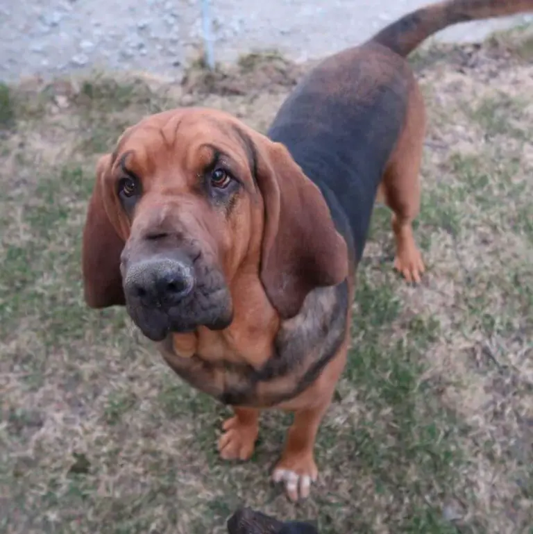The 15 Most Popular Hound Dog Breeds - ilovedogscute.com