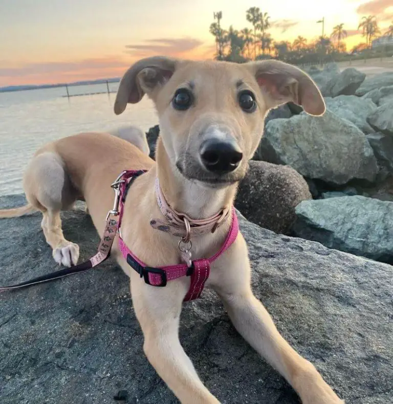 The 15 Most Popular Hound Dog Breeds - ilovedogscute.com