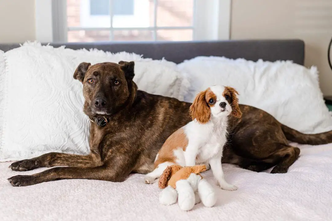 The Best Ways to Keep Your Dog Safe from Common Household Hazards ...