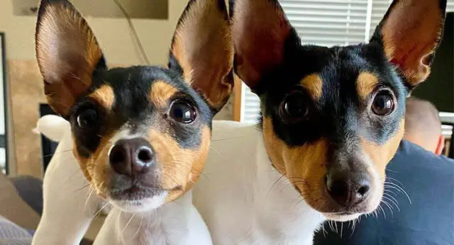 The Pros and Cons of Owning a Terrier Dog Breed - ilovedogscute.com