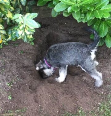 Top 15 Dogs Breeds That Love to Dig - ilovedogscute.com
