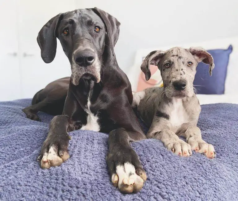 Top 15 Most Popular Gentle Giant Dog Breeds - ilovedogscute.com