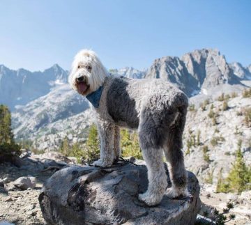 Top 15 Most Popular Gentle Giant Dog Breeds - ilovedogscute.com
