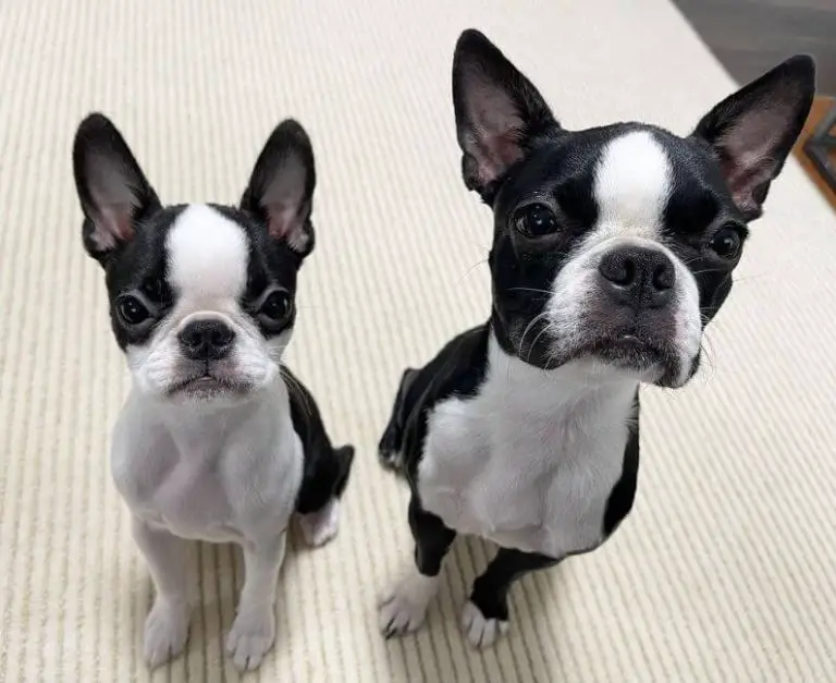 Top 15 Most Popular Small Dog Breeds - ilovedogscute.com