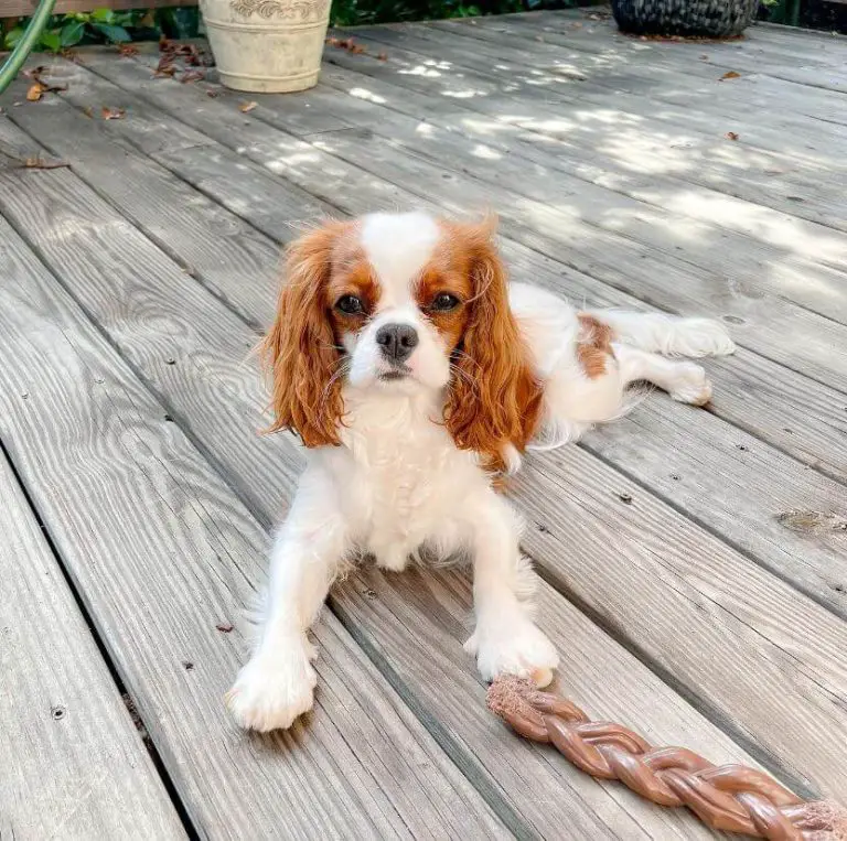 Top 15 Most Popular Small Dog Breeds - ilovedogscute.com