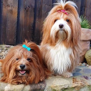 Top 15 Most Popular Small Dog Breeds - ilovedogscute.com