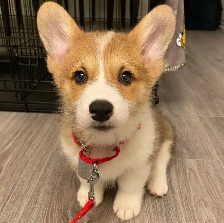 Top 15 Most Popular Small Dog Breeds - ilovedogscute.com