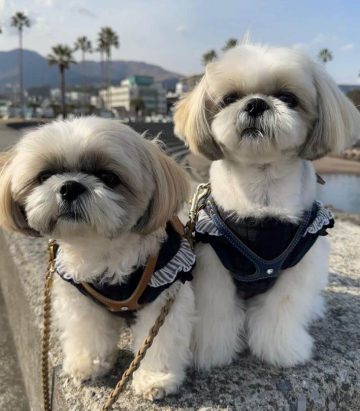 Top 15 Most Popular Small Dog Breeds - ilovedogscute.com