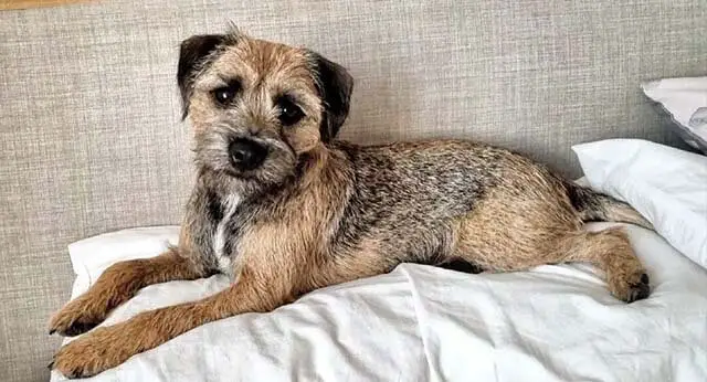 Understanding Whining in Dogs: Causes and How to Manage It ...