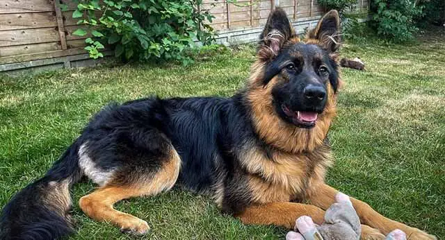 Why Does My Dog Follow Me Everywhere? Understanding Your Canine ...