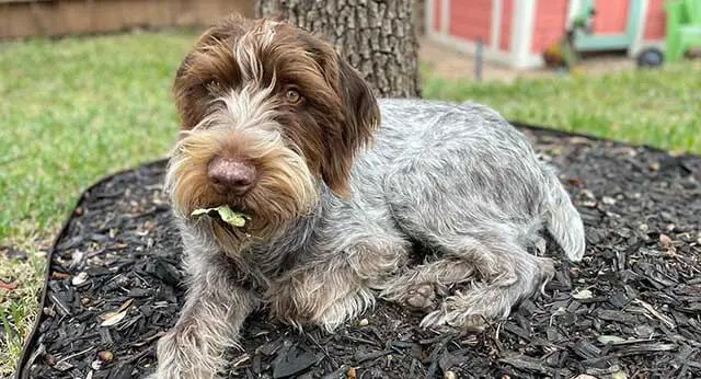 10 Fun Facts About German Wirehaired Pointers - ilovedogscute.com