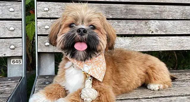 10 Fun Facts About Lhasa Apsos - ilovedogscute.com