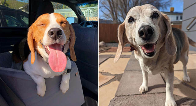 15 Funny Pictures Of Beagles With Happy Smiles - ilovedogscute.com