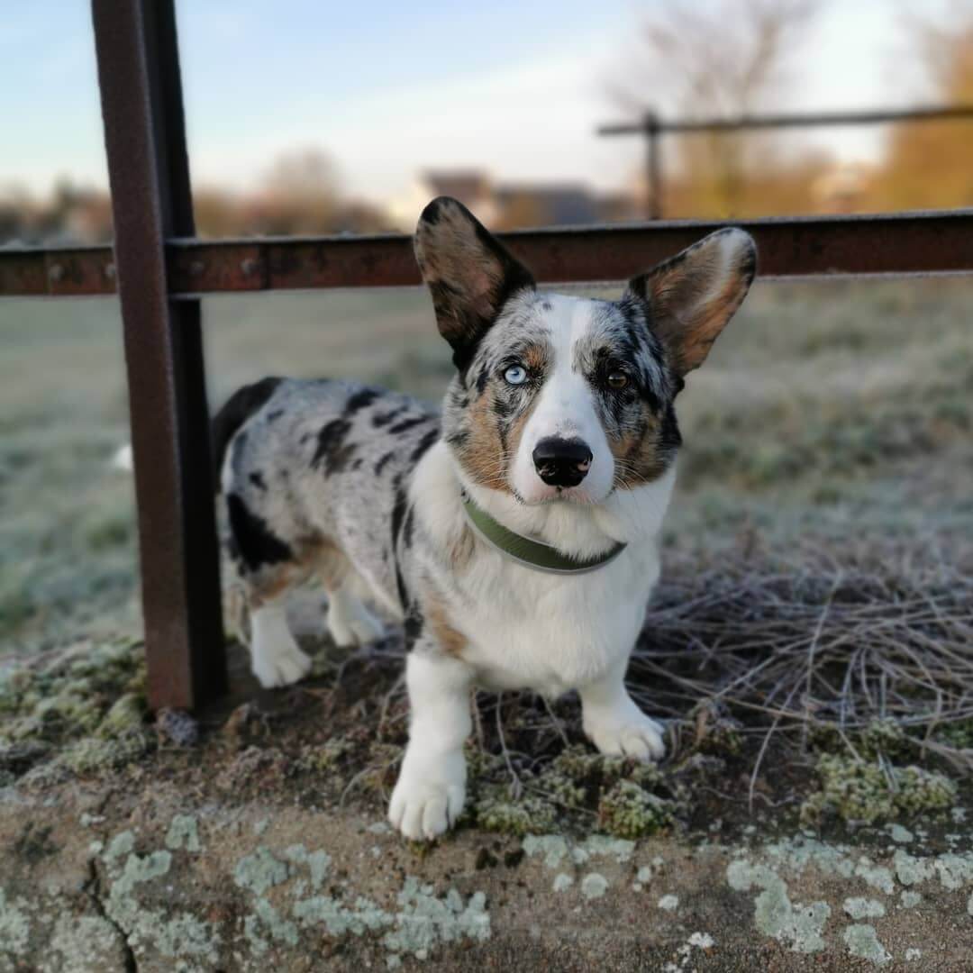 Alopecia in Dogs: Why Is My Dog Losing Hair? Understanding Causes and ...