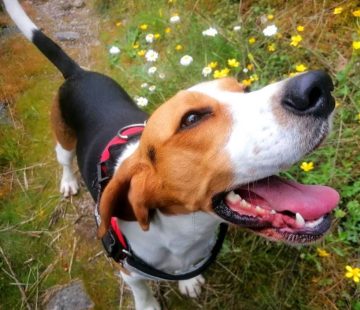 15 Funny Pictures Of Beagles With Happy Smiles - ilovedogscute.com