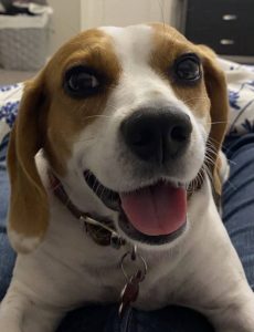 15 Funny Pictures Of Beagles With Happy Smiles - ilovedogscute.com