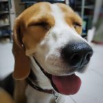 15 Funny Pictures Of Beagles With Happy Smiles - ilovedogscute.com