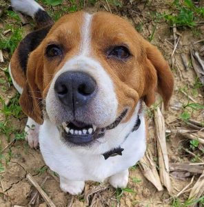 15 Funny Pictures Of Beagles With Happy Smiles - ilovedogscute.com