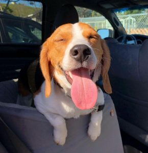 15 Funny Pictures Of Beagles With Happy Smiles - ilovedogscute.com