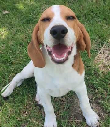 15 Funny Pictures Of Beagles With Happy Smiles - ilovedogscute.com
