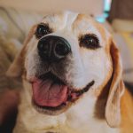 15 Funny Pictures Of Beagles With Happy Smiles - ilovedogscute.com