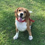15 Funny Pictures Of Beagles With Happy Smiles - ilovedogscute.com