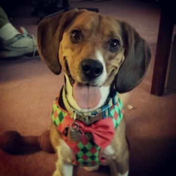 15 Funny Pictures Of Beagles With Happy Smiles - ilovedogscute.com