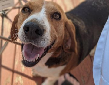 15 Funny Pictures Of Beagles With Happy Smiles - ilovedogscute.com