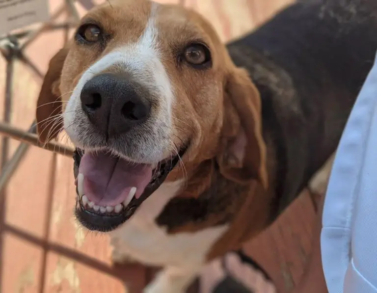 15 Funny Pictures Of Beagles With Happy Smiles - ilovedogscute.com