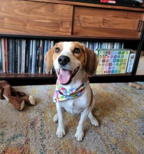 15 Funny Pictures Of Beagles With Happy Smiles - ilovedogscute.com