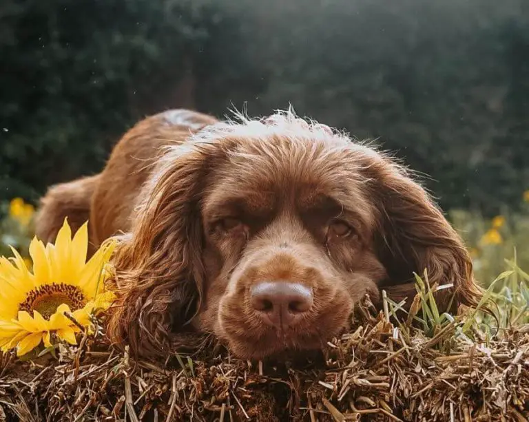 Can Dogs Cry? Exploring Canine Emotions and Tears - ilovedogscute.com