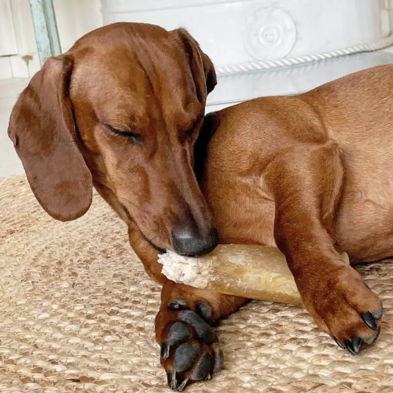 Can Dogs Eat Bones? What You Need to Know - ilovedogscute.com