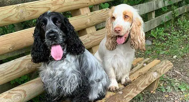 Can Dogs Eat Onions? The Risks and What You Need to Know ...