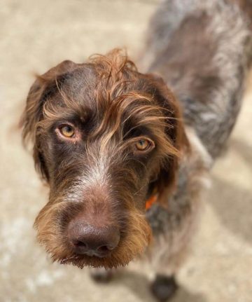 Can Dogs Have Panic Attacks? Understanding Canine Anxiety ...