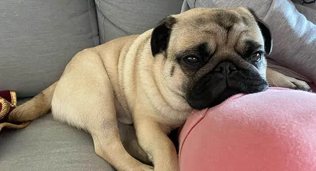 Can Dogs Have Panic Attacks? Understanding Canine Anxiety ...