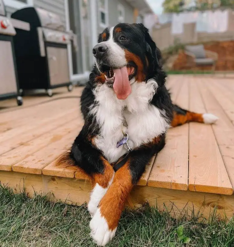 Do Dogs Sweat? Understanding Canine Sweat Glands and Cooling Mechanisms ...