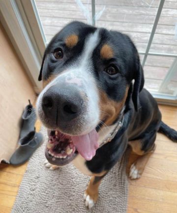 Do Dogs Sweat? Understanding Canine Sweat Glands and Cooling Mechanisms ...