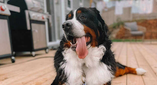 Do Dogs Sweat? Understanding Canine Sweat Glands and Cooling Mechanisms ...